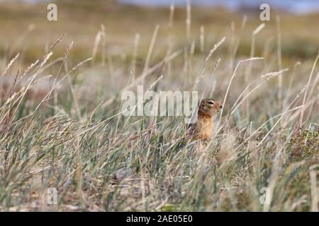Ground squirrel, also known as Richardson ground squirrel or siksik (in ...