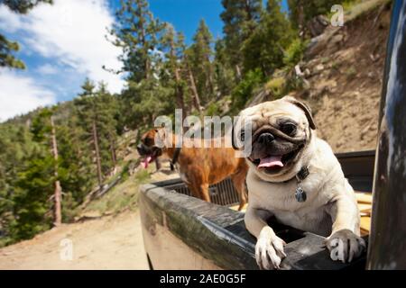 a Dogs Riding in Pickup Truck illustration Stock Photo - Alamy