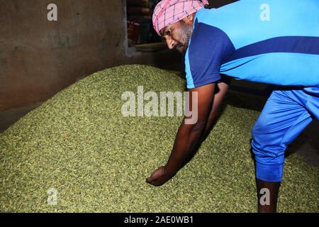 A worker at a Cardamom sorting center in Kerela, India Stock Photo - Alamy
