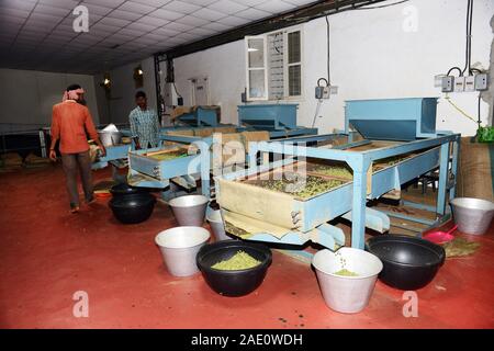 A worker at a Cardamom sorting center in Kerela, India Stock Photo - Alamy