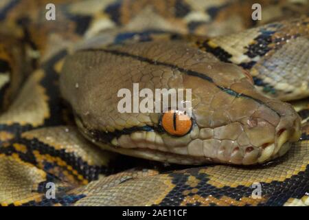 Baby Reticulated Python (Python reticulatus) Bali locality in Indonesia ...
