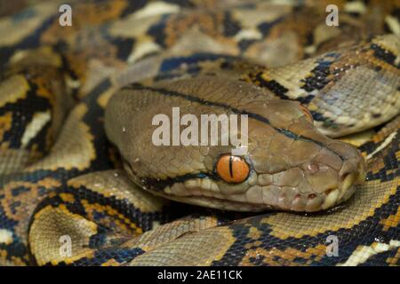 Baby Reticulated Python (Python reticulatus) Bali locality in Indonesia ...