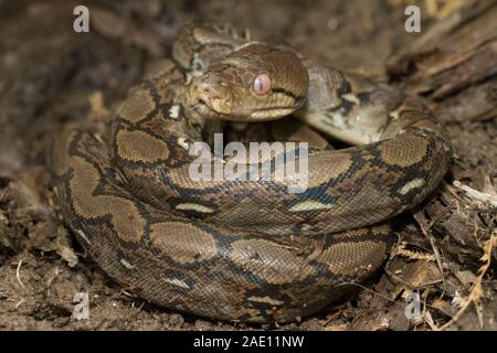 Baby Reticulated Python (Python reticulatus) Bali locality in Indonesia ...