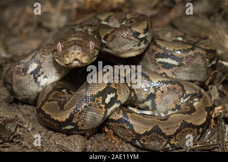 Baby Reticulated Python (Python reticulatus) Bali locality in Indonesia ...