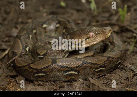 Baby Reticulated Python (Python reticulatus) Bali locality in Indonesia ...