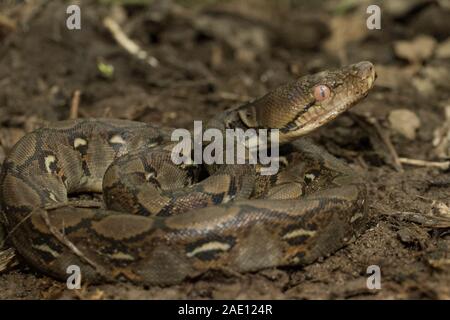 Baby Reticulated Python (Python reticulatus) Bali locality in Indonesia ...