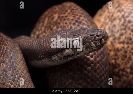 white-eyed python (Liasis mackloti savuensis) is a snake found in ...