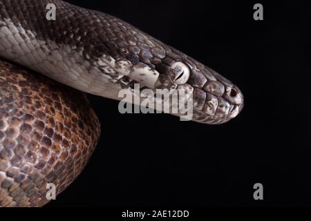 white-eyed python (Liasis mackloti savuensis) is a snake found in ...