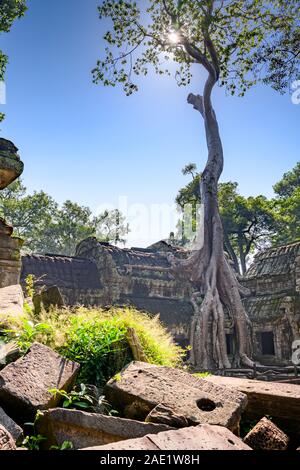 Gigant Tetrameles nudiflora - Spung tree with the ruins of Ta Prohm ...