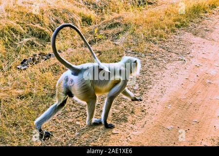 Langur Monkey crossing path,Tadoba Wildlife Sanctuary, Chandrapur ...