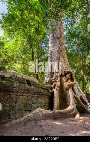 Gigant Tetrameles nudiflora - Spung tree with the ruins of Ta Prohm ...