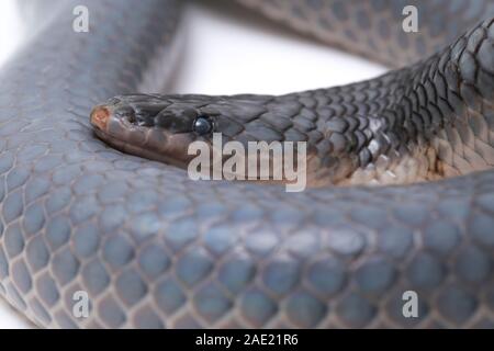 Xenopeltis unicolor Shedding it's Skin / sunbeam snake is a non ...