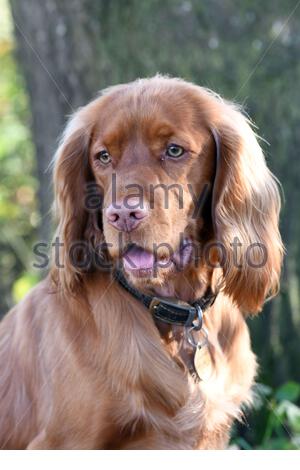 english cocker spaniel, golden Stock Photo: 133341631 - Alamy