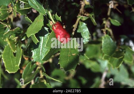 MEDITERRANEAN SCALE INSECT ON KERMES OAK; KERMES ILICIS: ANDALUCIA ...