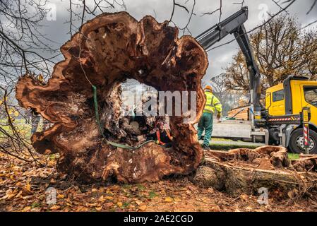 One of the Preston Twins, at 400 years the oldest elm trees in the ...