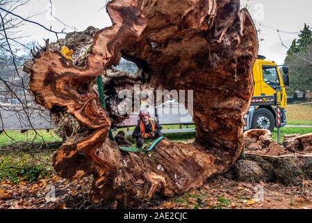 One of the Preston Twins, at 400 years the oldest elm trees in the ...