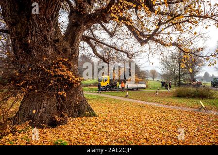 One of the Preston Twins, at 400 years the oldest elm trees in the ...