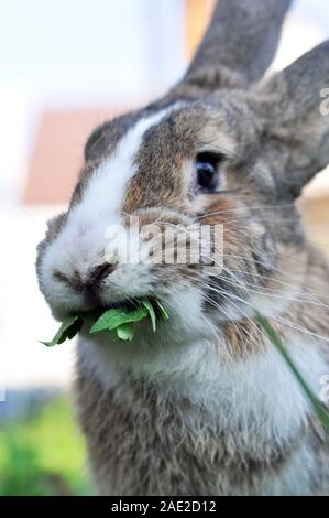 adult gray rabbit eats grass through the bars Stock Photo - Alamy