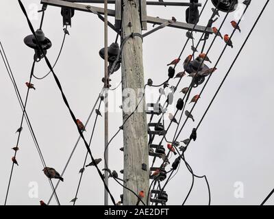 red cardinal birds on electric power lines Stock Photo - Alamy