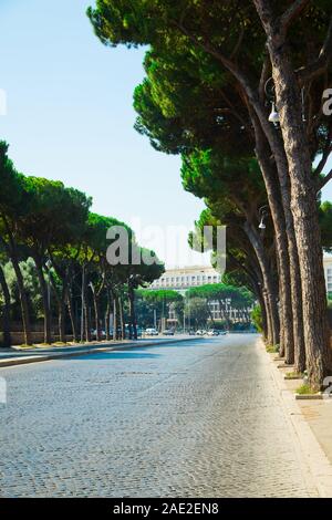Italian Stone Pines tree - Pinus Pinea - behind old historical building ...