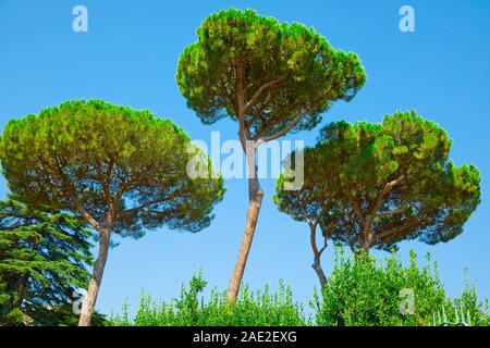 Italian Stone Pines Pinus Pinea also known as Umbrella Pines and ...