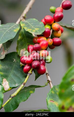 colored coffee berries on the coffee tree in brazil Stock Photo - Alamy