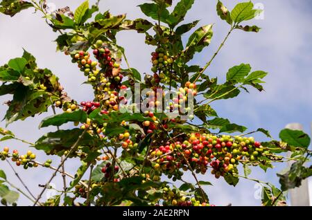colored coffee berries on the coffee tree in brazil Stock Photo - Alamy