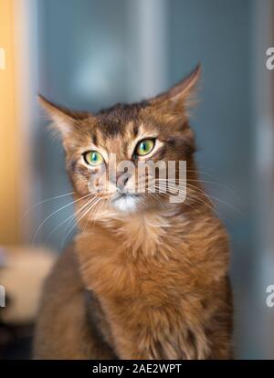 Red Somali purebred cat with beautiful spots and markings Stock Photo ...