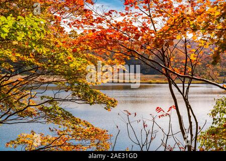 Colorful autumn foliage at Onuma Pond Stock Photo - Alamy