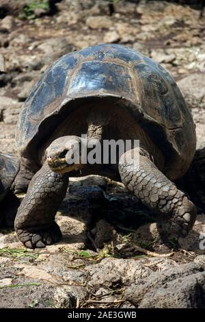 A young Giant Tortoise - Geochelone elephantopus ssp. - on Isabela ...