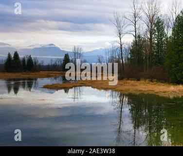 This wetland is protected habitat for the Western Painted Turtles in ...