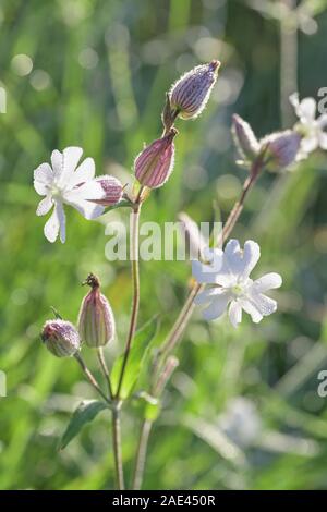 White campion (Silene latifolia Stock Photo - Alamy
