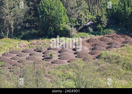 traditional raised beds for root crops Wapenamanda, Papua New Guinea ...