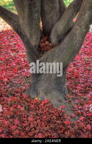 A beautiful maple tree with colorful leaves growing in the forest Stock ...