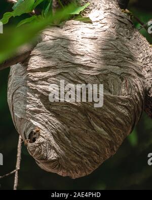 A huge bee hive nest is hanging from a house with bees coming in and ...