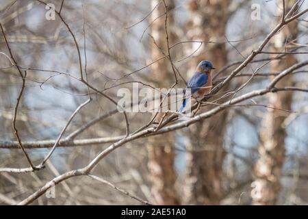 A vividly colored Eastern Bluebird stands our among the dull forest ...