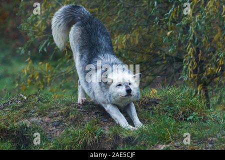 Grey captive Northwestern Wolf (Canis Lupus Occidentalis) also known as ...