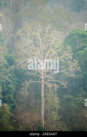 Lanscape along the Mekong river, Laos, Asia Stock Photo - Alamy