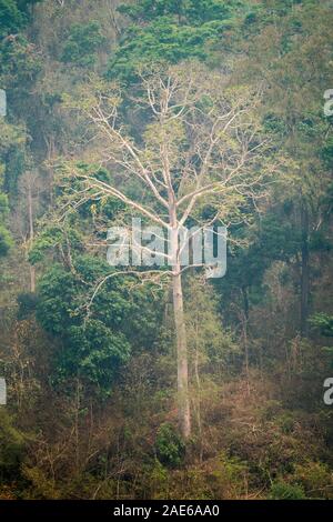 Lanscape along the Mekong river, Laos, Asia Stock Photo - Alamy