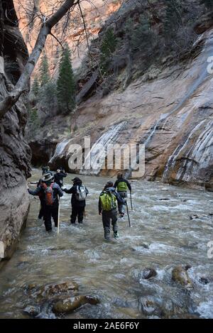 Hikers wade through the Virgin River in the Narrows. The river has ...