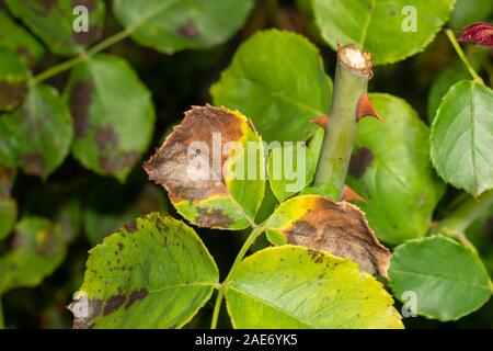 sick rose flowers and leaves in spots of rot. Protection against ...