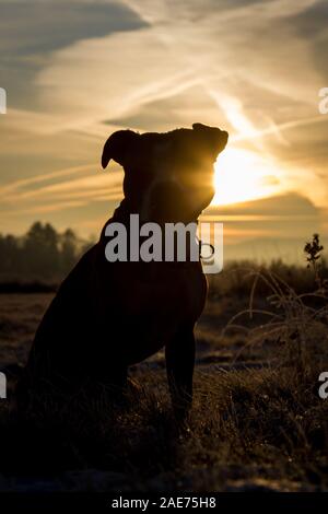 Bull terrier silhouette in a white photo studio Stock Photo - Alamy