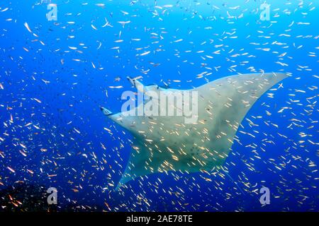 Large Female Oceanic Manta Ray (Manta birostris) swimming through ...