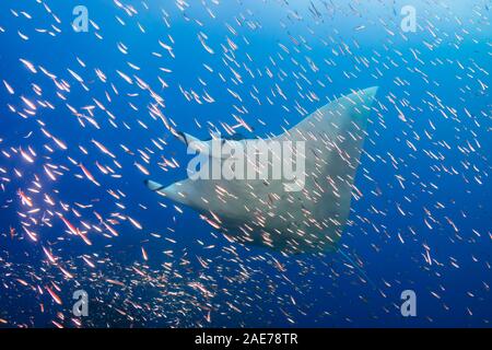 Large Female Oceanic Manta Ray (Manta birostris) swimming through ...