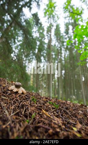 Beaked earthstar growing in an old ant nest Stock Photo - Alamy