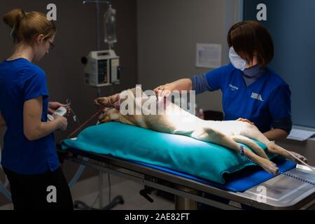 Veterinary technicians prepare a canine for surgery inside an operating ...