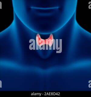 Human Glands Lobes of Thyroid Gland Anatomy Stock Photo - Alamy