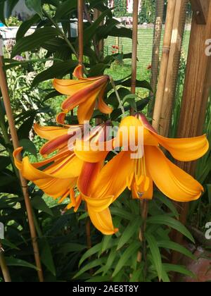 Lilium "African Queen Stock Photo - Alamy