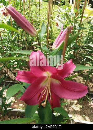 Lilium Robina Stock Photo - Alamy