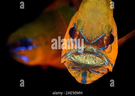 Ring-tailed cardinalfish (Ostorhinchus aureus), male protecting and ...
